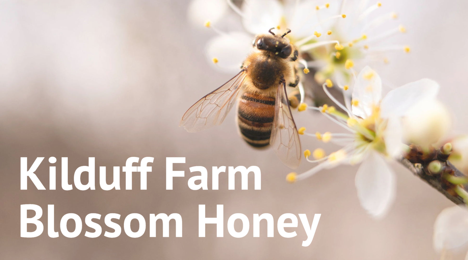 Kilduff Farm Blossom Honey – ScottishBeeCompany