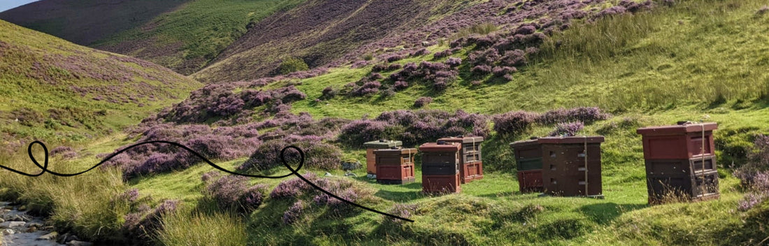 Scottish Heather Honey – ScottishBeeCompany